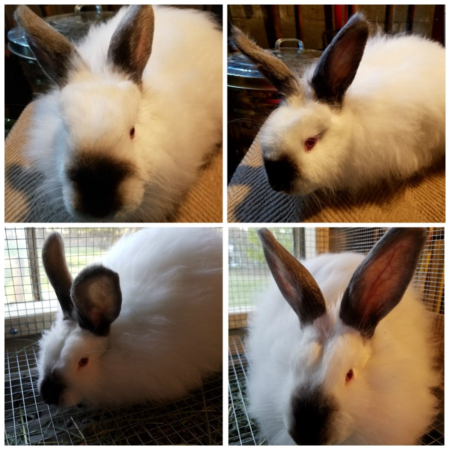 What Happened to Violet the French Angora rabbit? • Vicki O'Dell